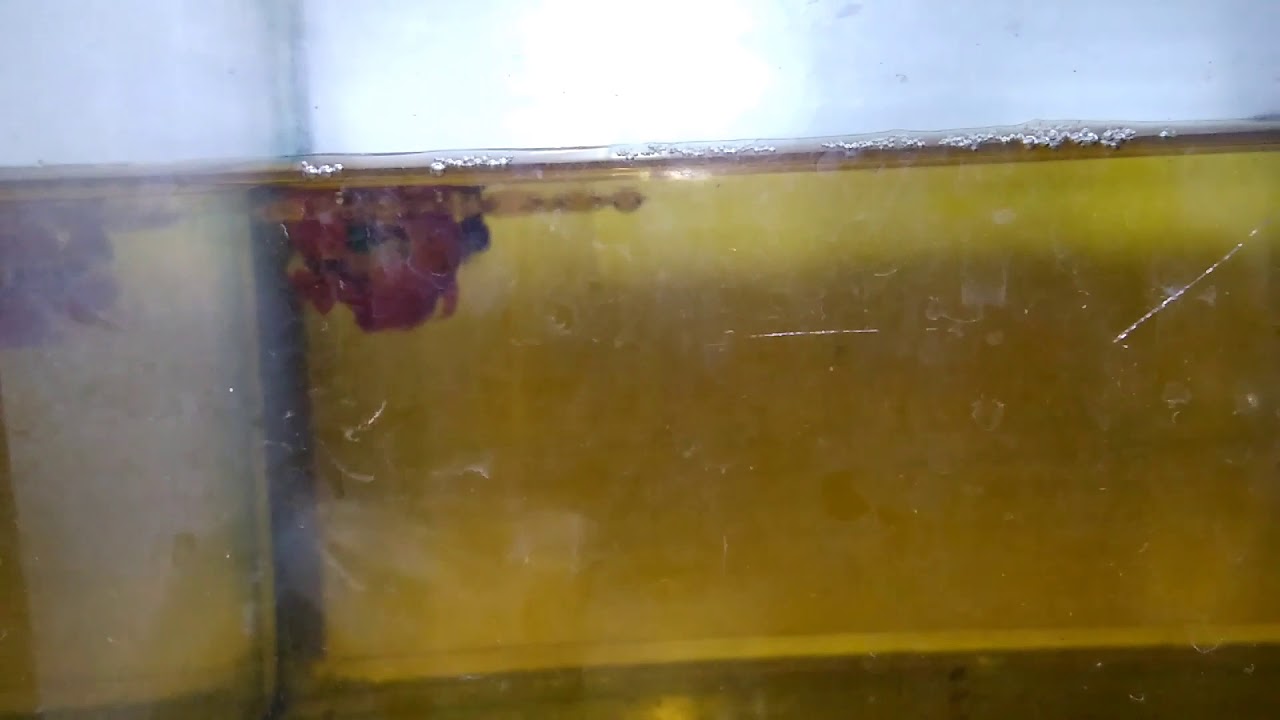 Betta fish Spawning(1) - YouTube