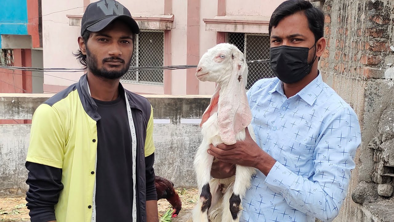 breedline Hyderabadi goats in Hyderabad | hyderabadi gulabi kid & Zink ...