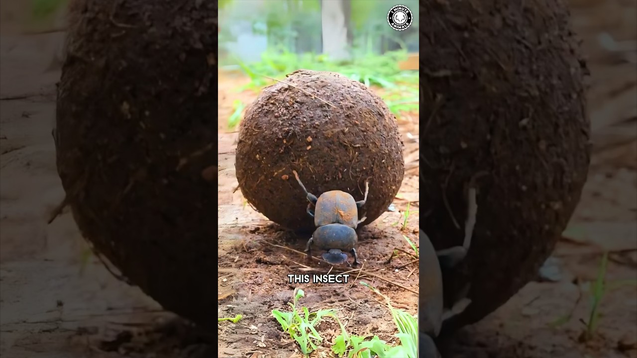 Dung Beetle Dog Poop