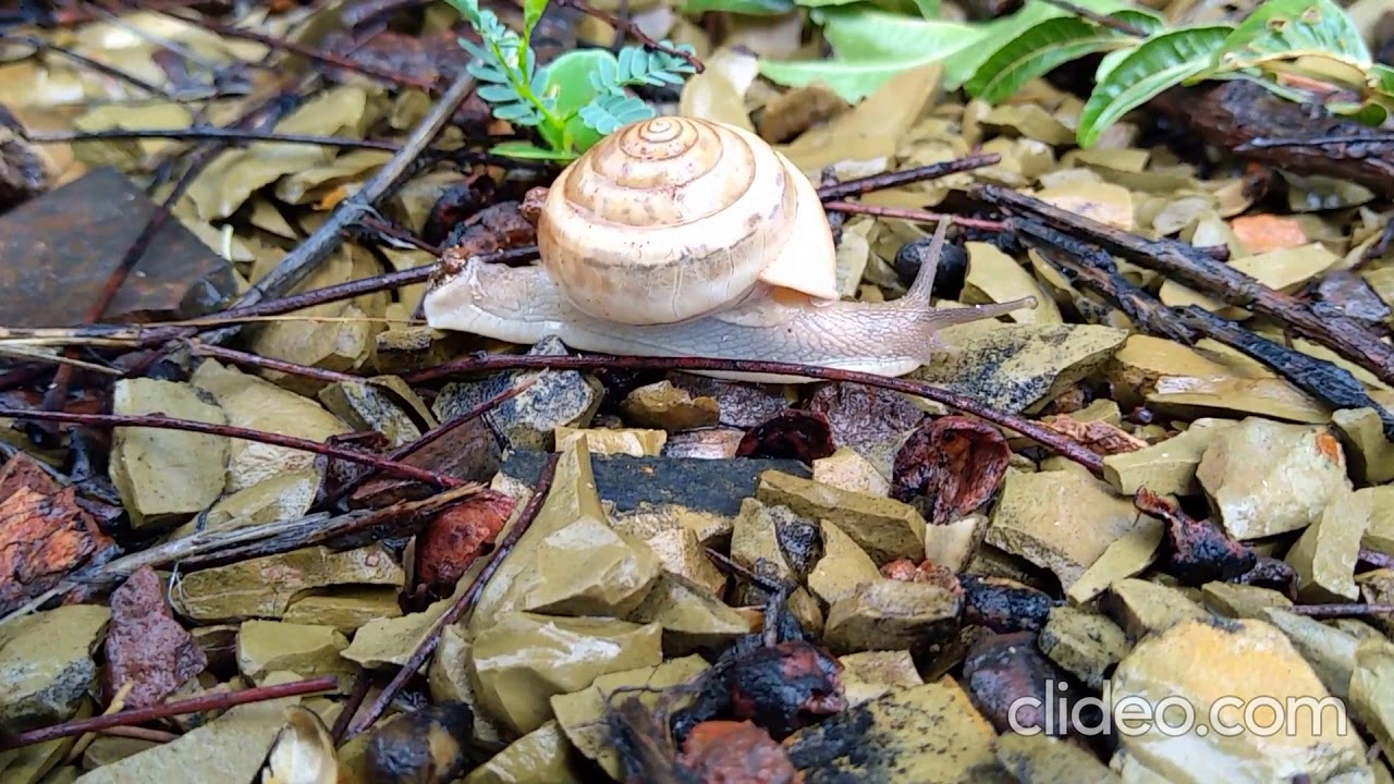 snail, India - YouTube