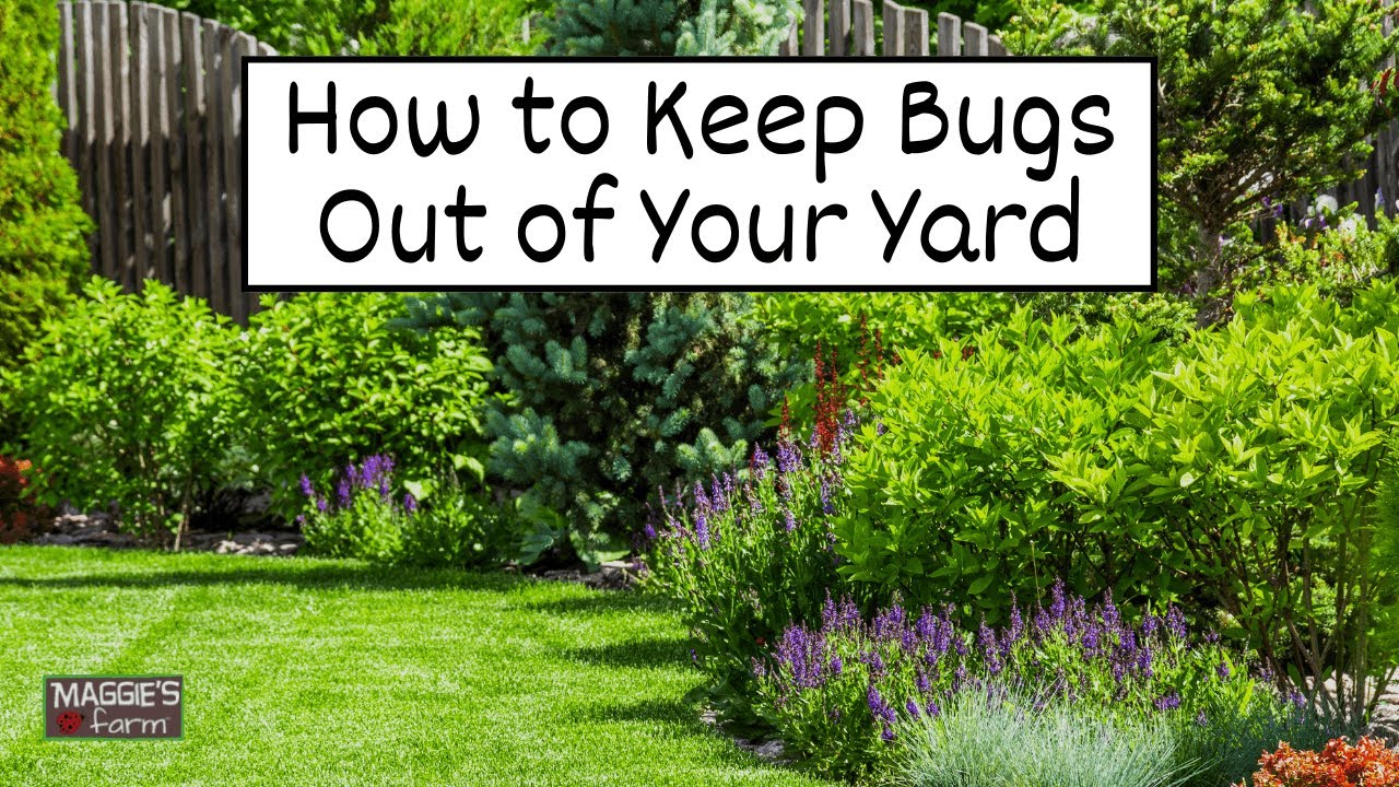 How to Keep Bugs Out of Your Yard | Ep. 6 (Summer Series) - YouTube