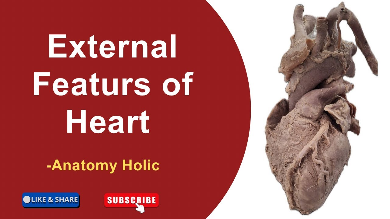 External Features of Heart Demonstration - YouTube