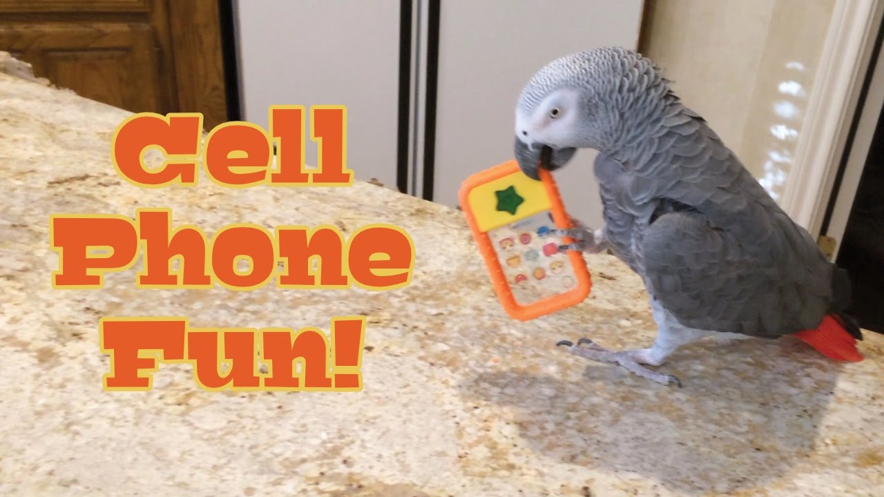Einstein's Cell Phone Fun! - YouTube