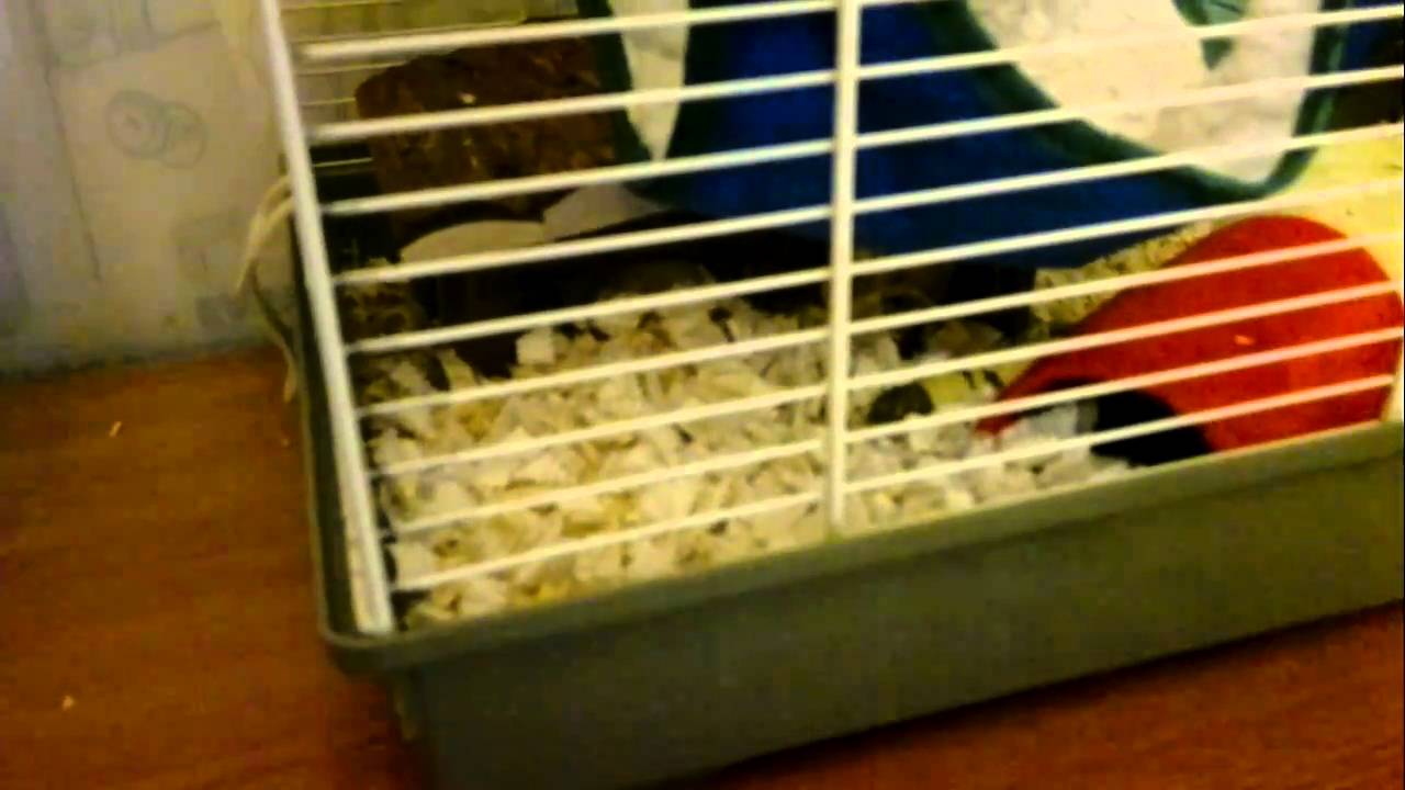 Snoring Hamster! - YouTube