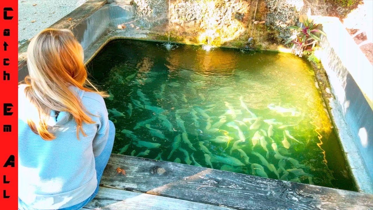 HOME GROWN Organic FISH POND Catching! - YouTube