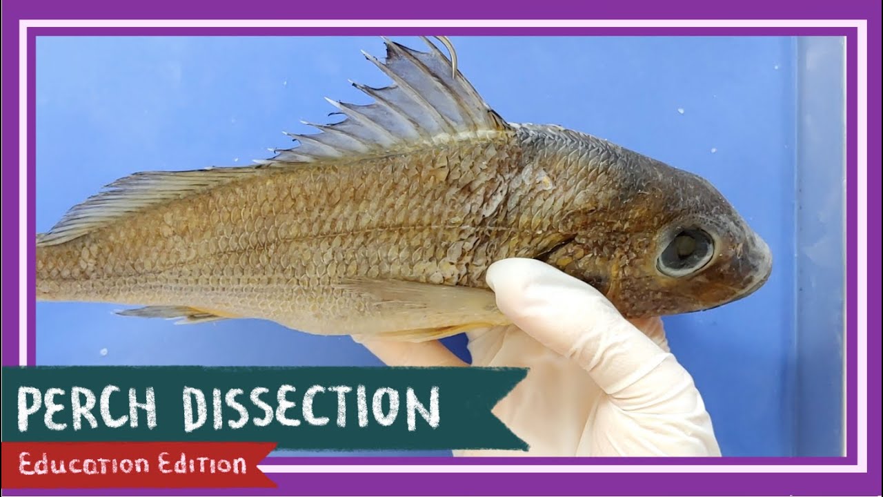 Perch Bony Fish Dissection Teach A Man To Fish EDU YouTube Perch Bony Fish Dissection Teach A Man To Fish EDU YouTube