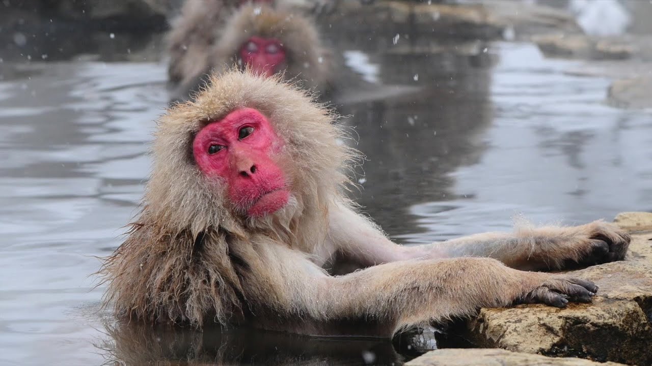 MONKEY SPA - YouTube