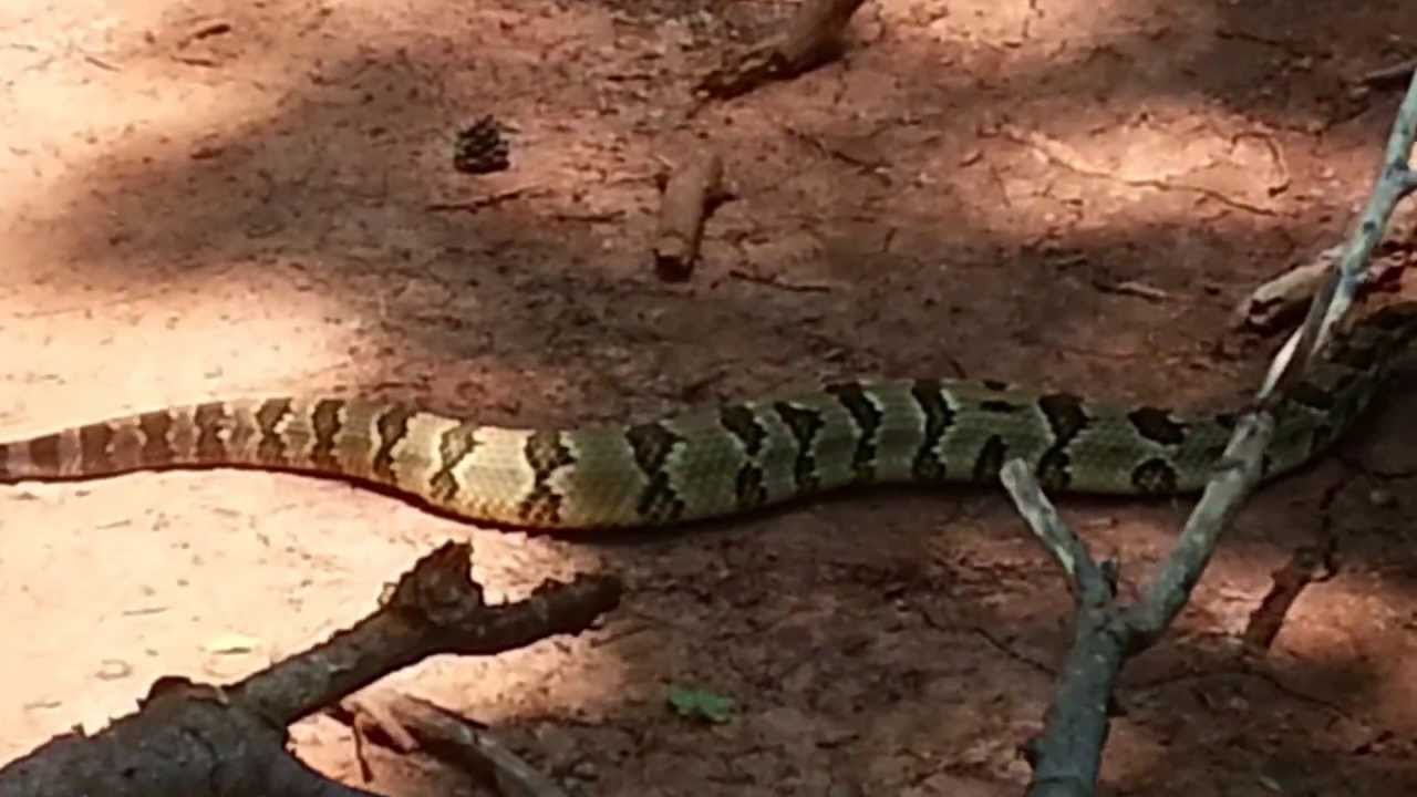 Munday Wv BIG Timber rattler - YouTube