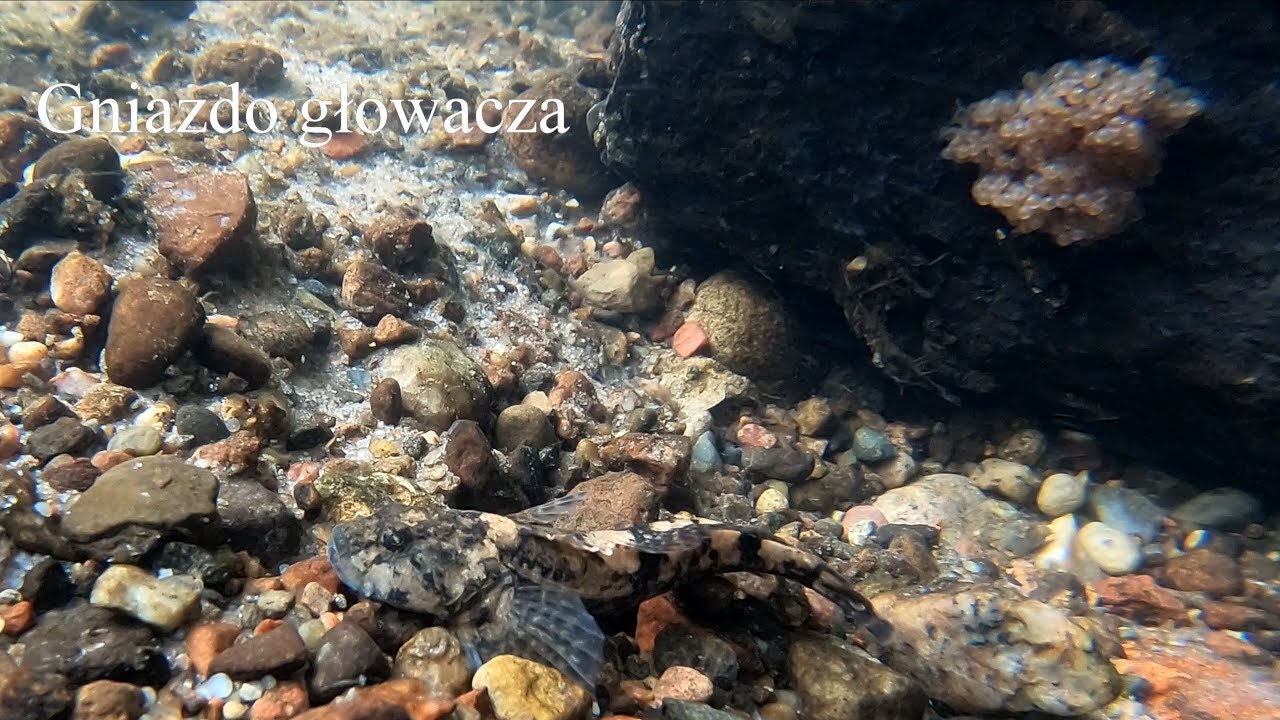 Gniazdo głowacza białopłetwego (Cottus gobio). European bullhead - YouTube