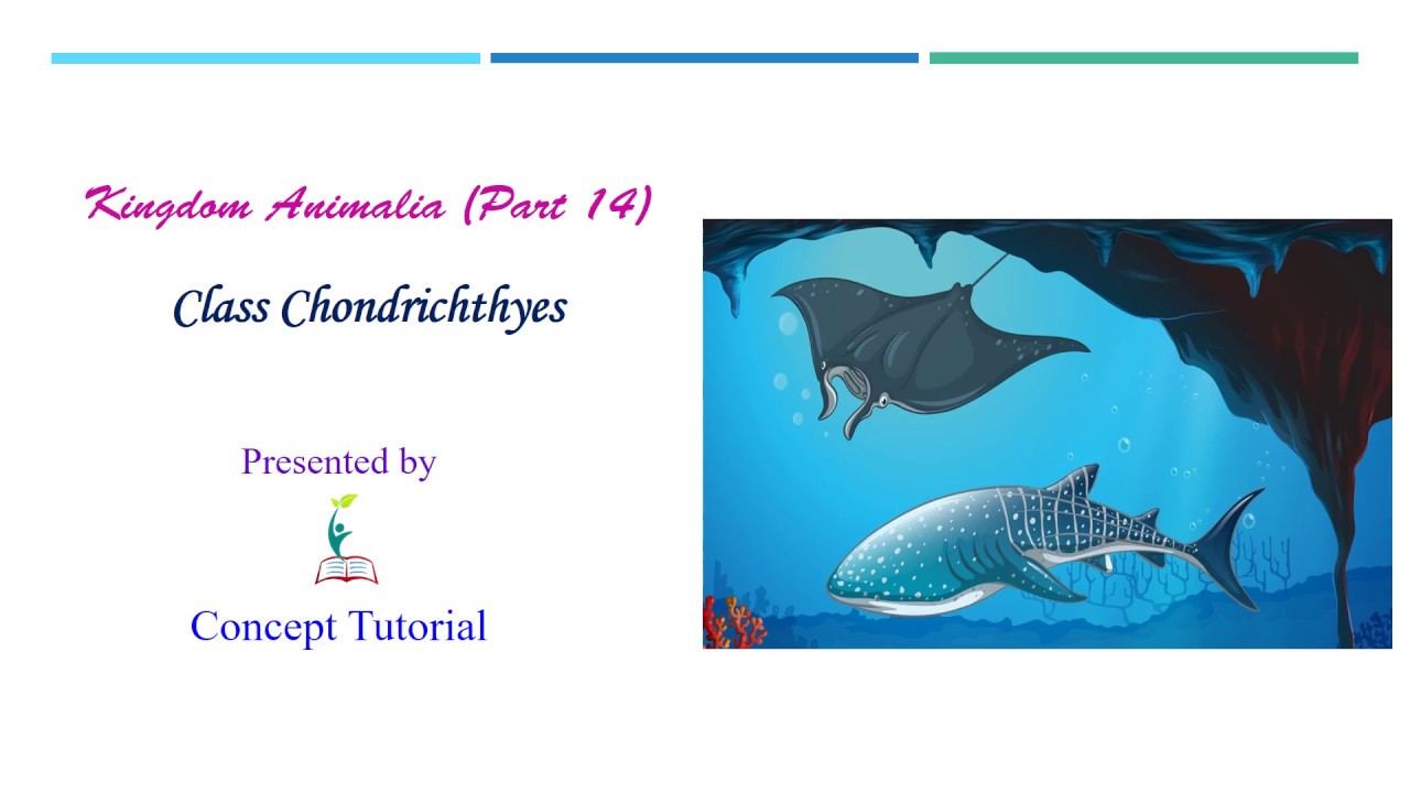Chondrichthyes (Cartilaginous Fishes) | Sharks and Rays | Animal ...