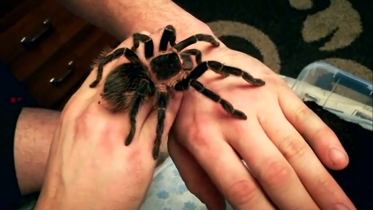 The Tarantula runs along the arm - YouTube
