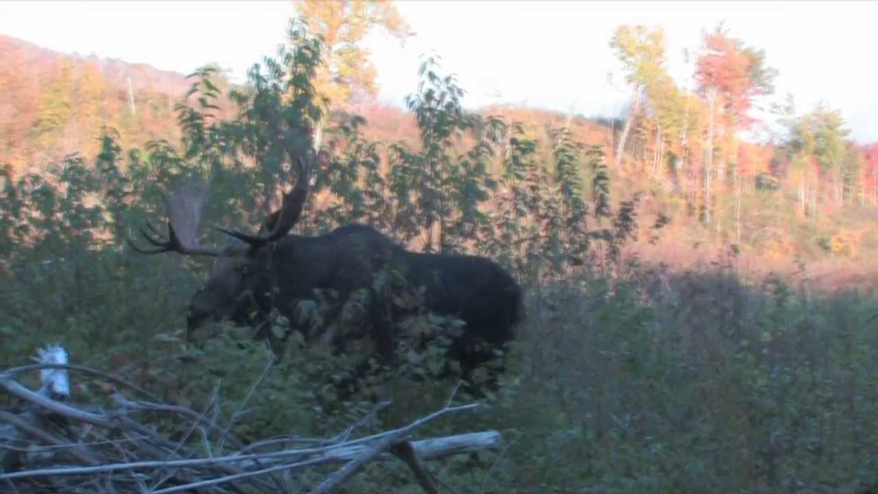 Man VS Moose NNHGS 2011 Moose Scout.mpg - YouTube