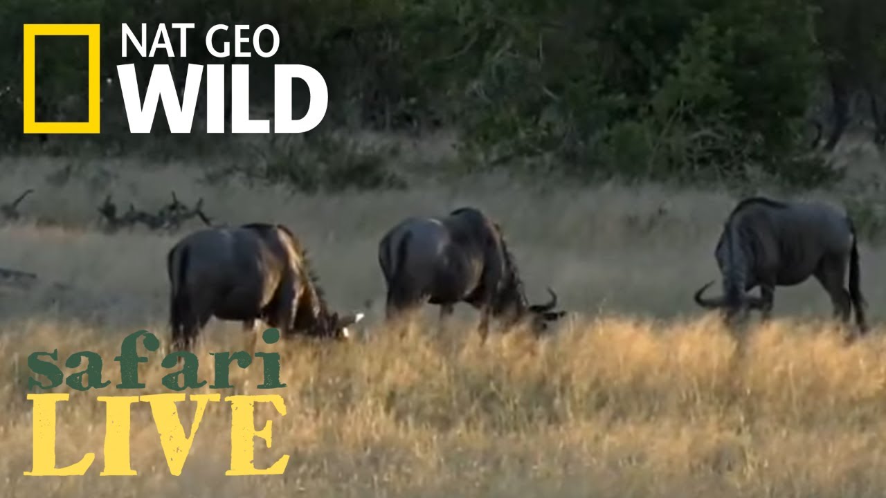 Safari Live - Day 151 | Nat Geo Wild - YouTube