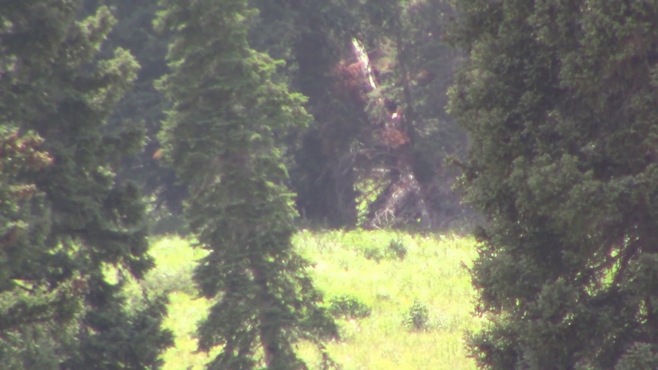 Bigfoot Face in Tree or A Tree Itself? - YouTube