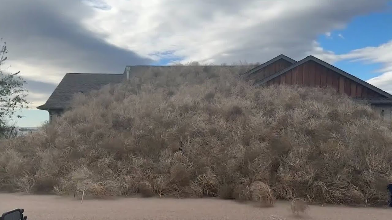 Jumpstart with Jackie: Dog blood donation, tumbleweed takeover - YouTube