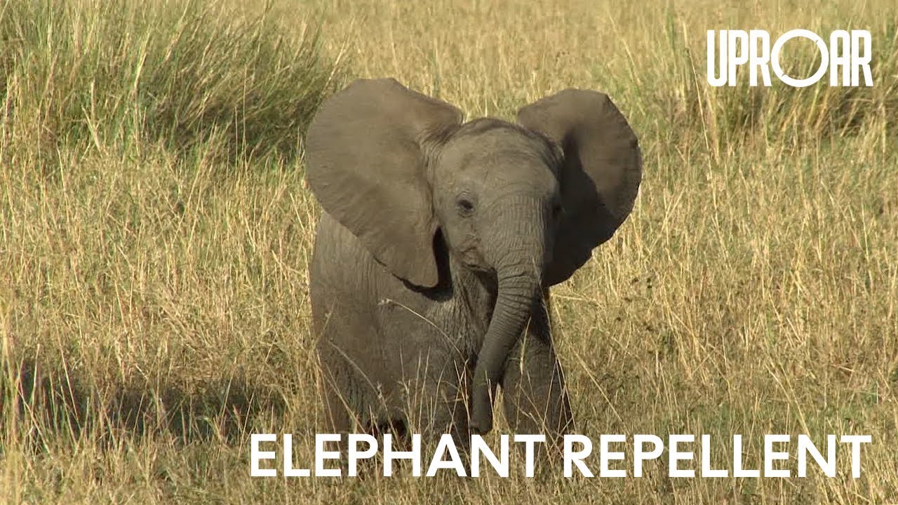 Elephants and Chili Peppers? A Potential Solution for Elephant Conflict ...