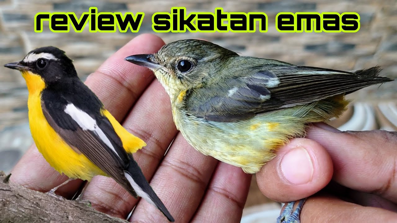 REVIEW BURUNG SIKATAN EMAS | SIKATAN EMAS GACOR | SIKATAN EMAS JANTAN ...