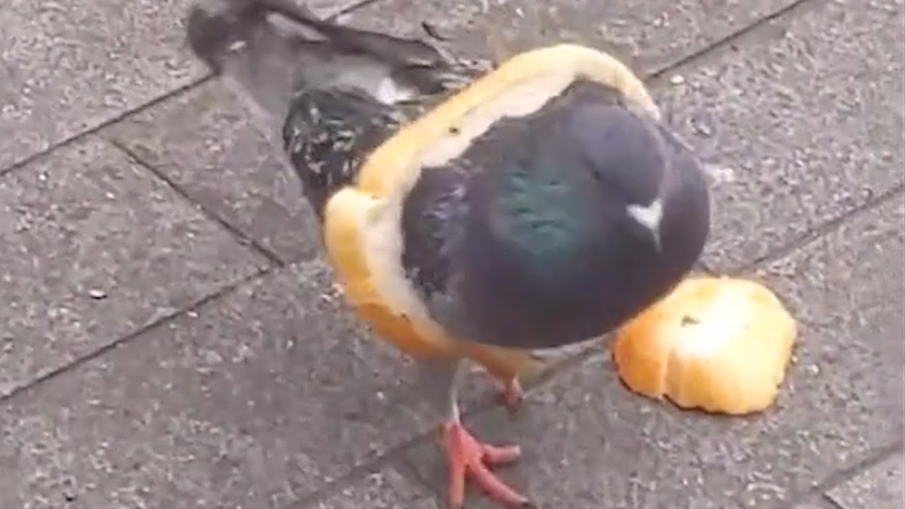 Who is the Pigeon Boss? | FUNNY MEMES #26 - YouTube