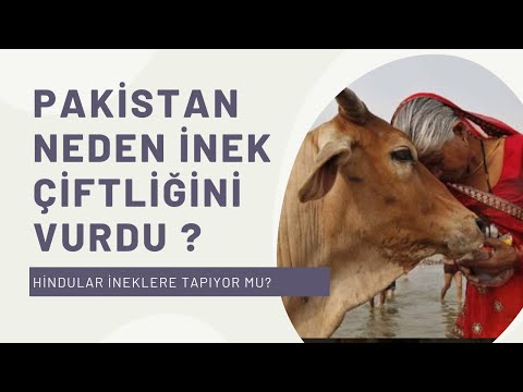 Hindular İneklere Tapıyor mu? #hindistan #hindu #inek #pakistan #savaş #keşmir #india #keşfet #ari