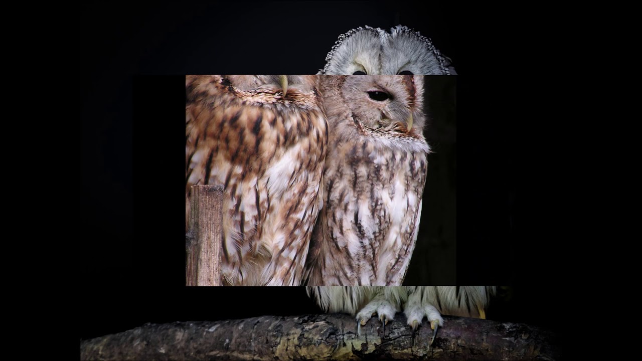 Il canto dell'allocco (Strix aluco) ASMR - YouTube