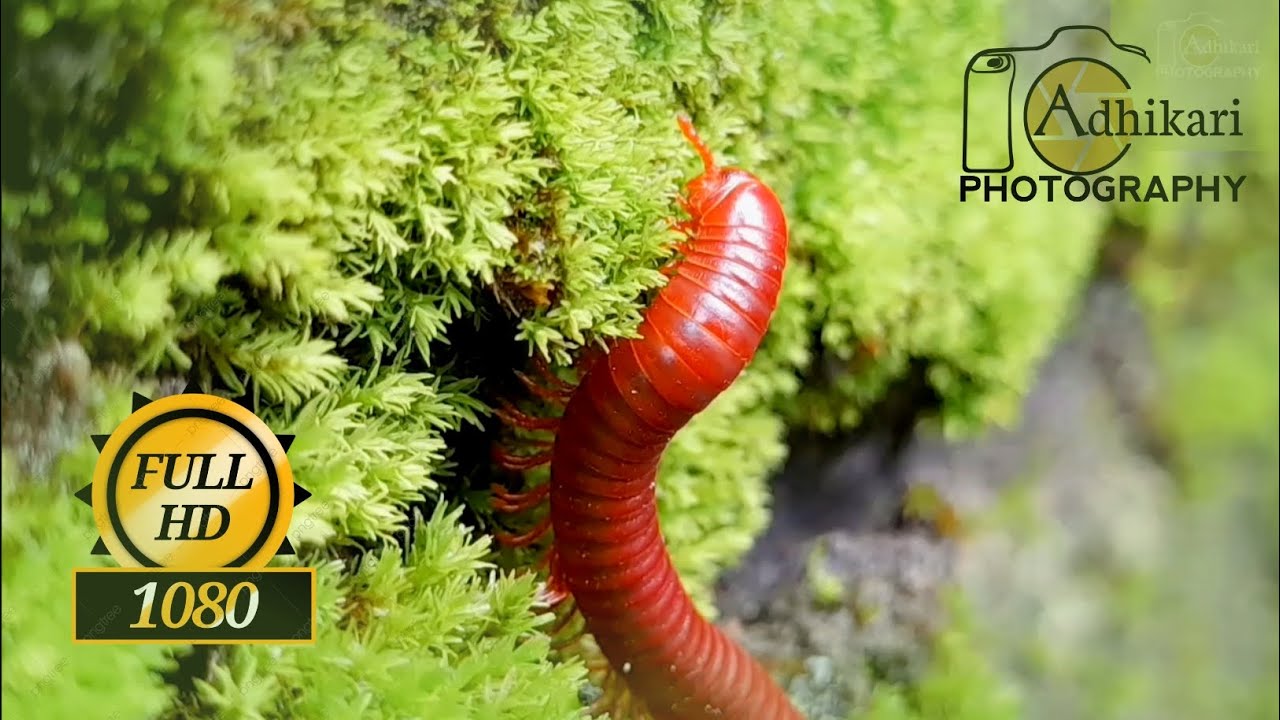 Full_HD_Video_60fps_|Colorful_Videography__by_Adhikari_Photography ...