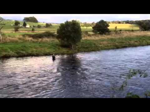 Fly Fishing on the River Cree in Newton Stewart. - YouTube