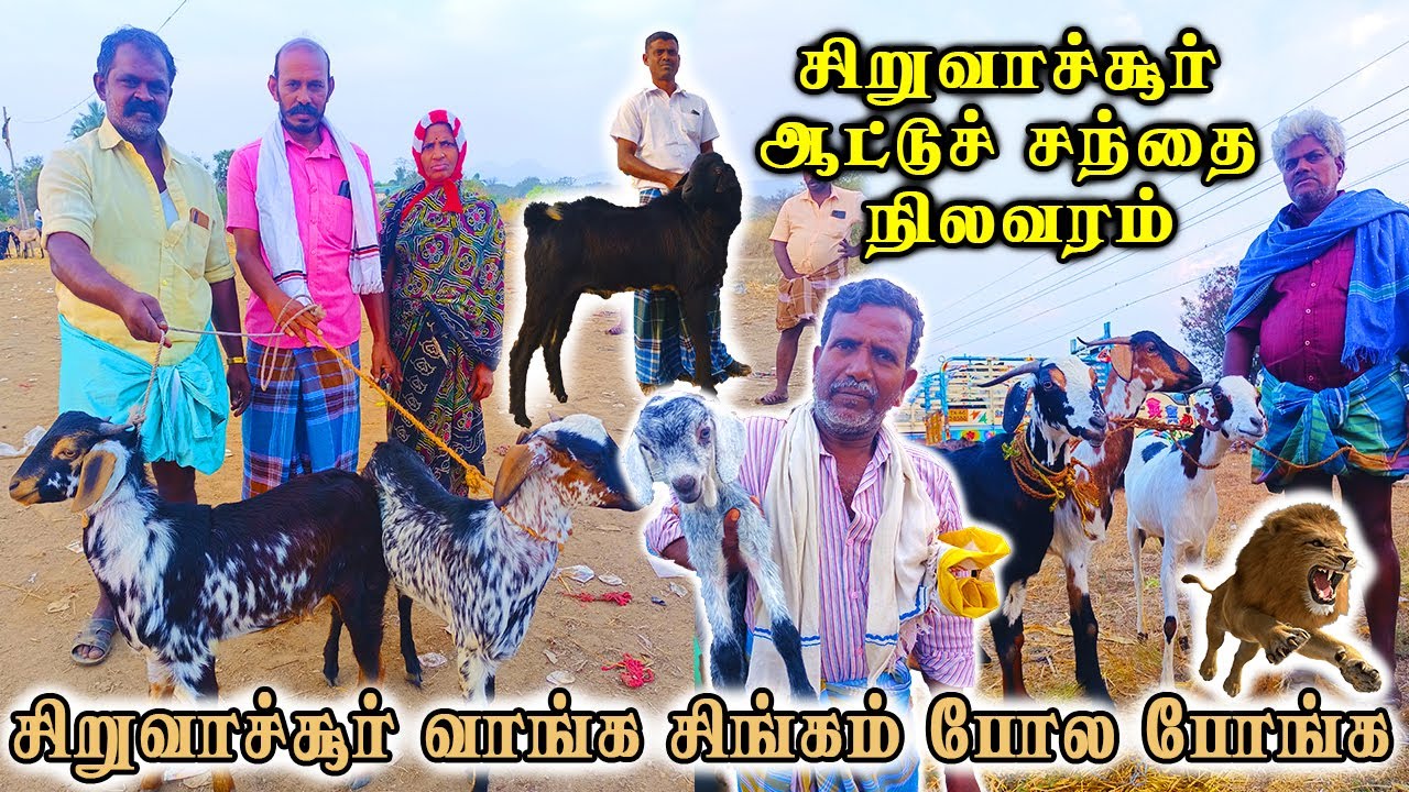 சிறுவாச்சூர் ஆட்டு சந்தை | Siruvachur aattu santhai | siruvachur goat ...