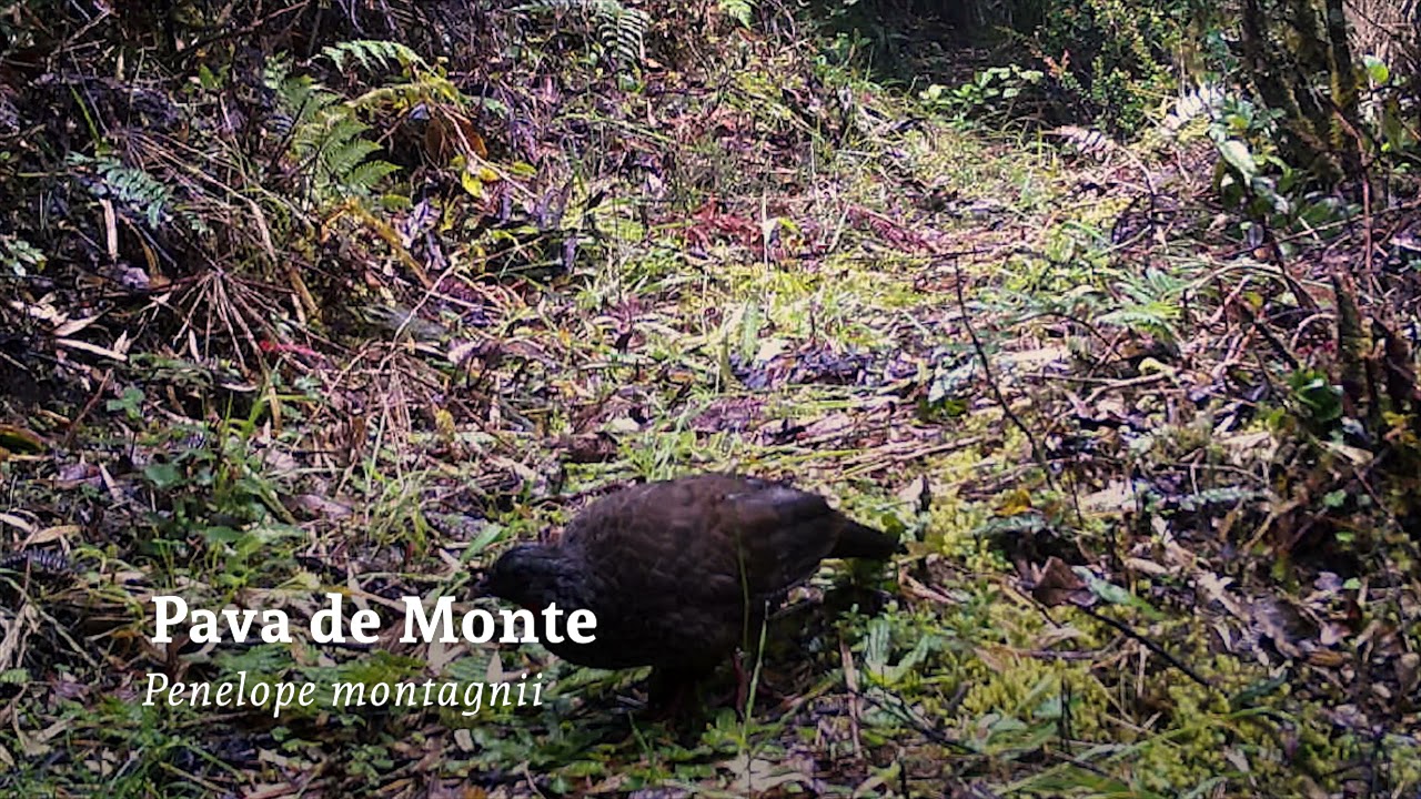 Pava de Monte - Registro cámaras trampa GAD Paute, Ecuador. - YouTube