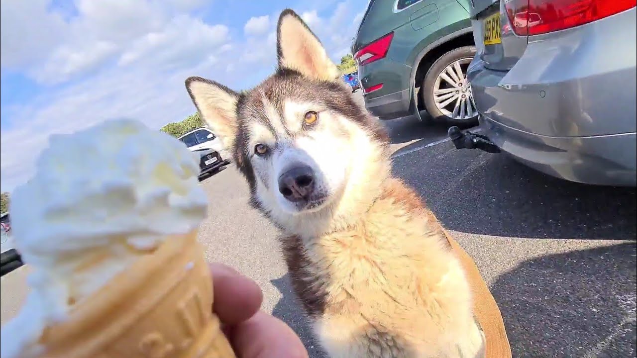 Husky gets given an ice cream as a treat - YouTube