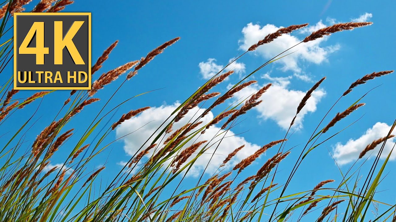 Summer breeze in 4K video - YouTube
