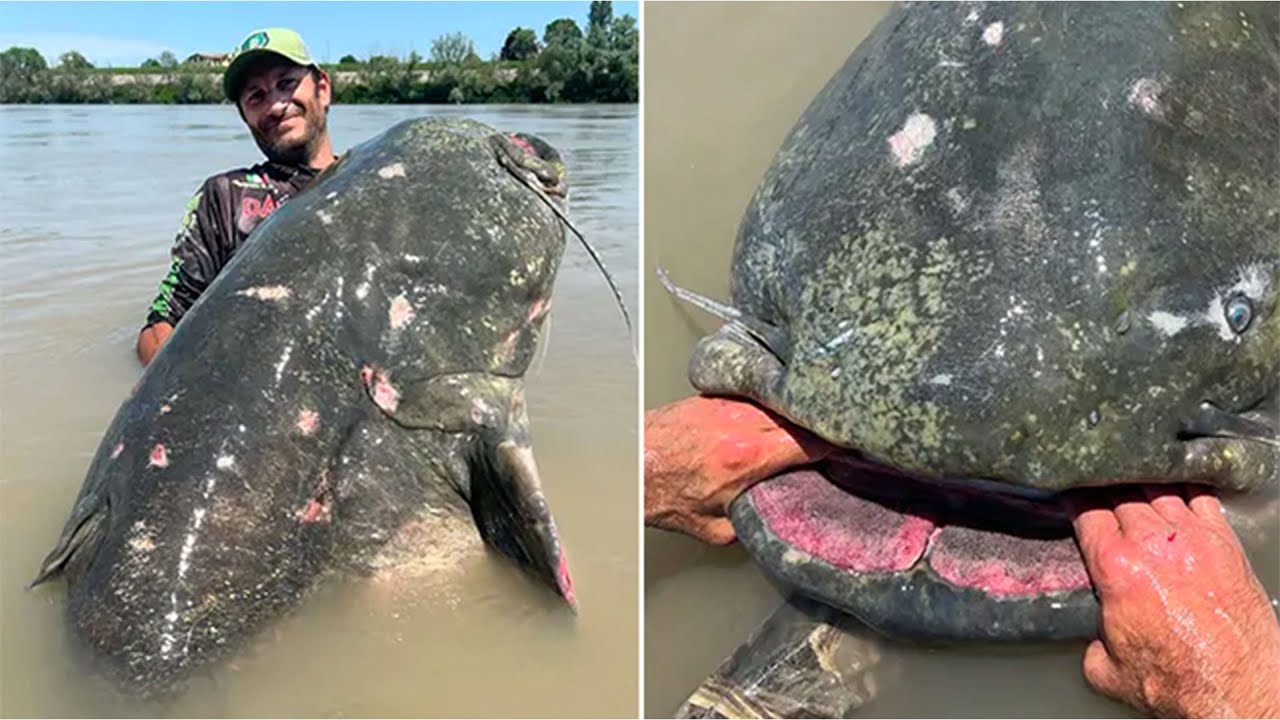 Fisherman catches 9 foot long catfish in Italy, likely largest ever ...