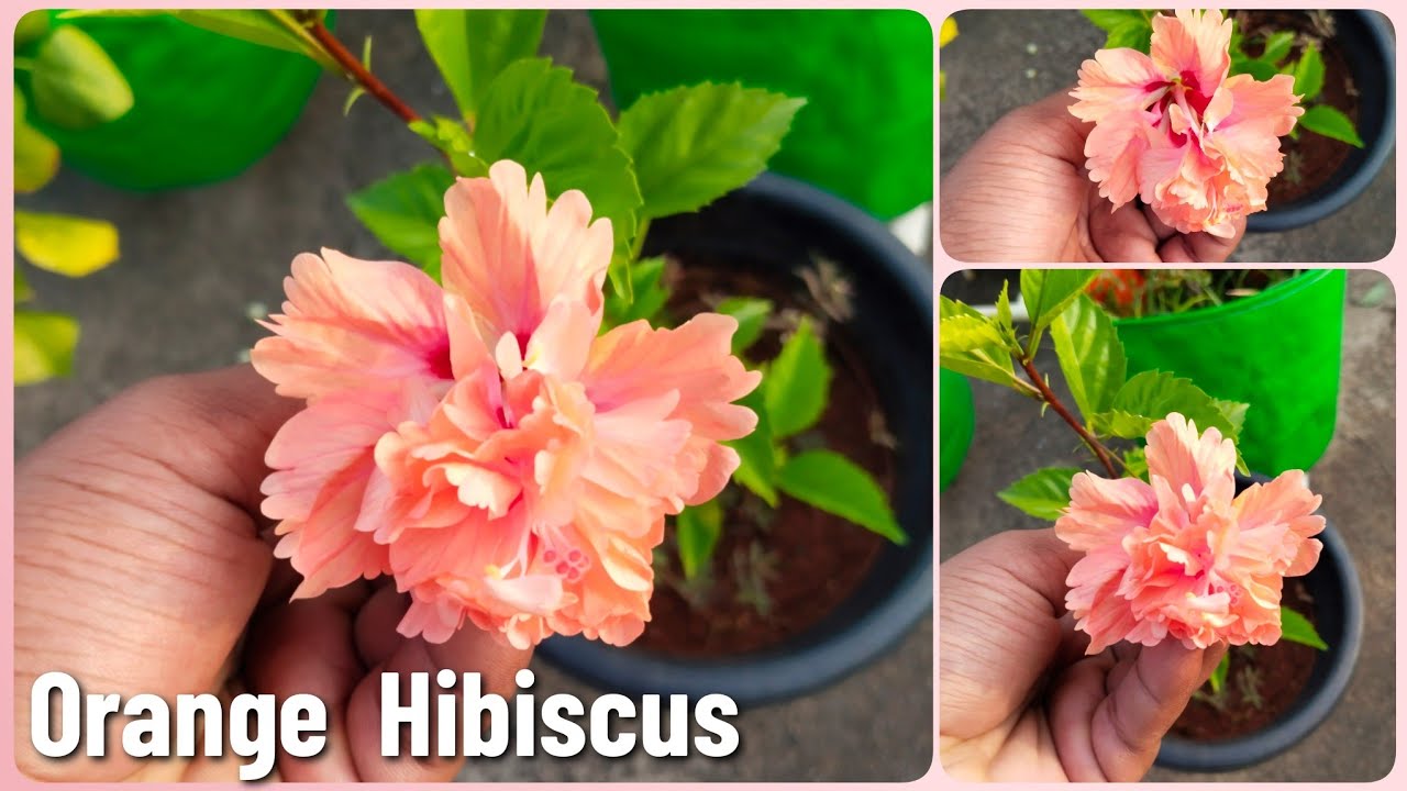 ORANGE COLOUR MULTI LAYERED HIBISCUS 🧡 || GARDENING || GARDEN ...