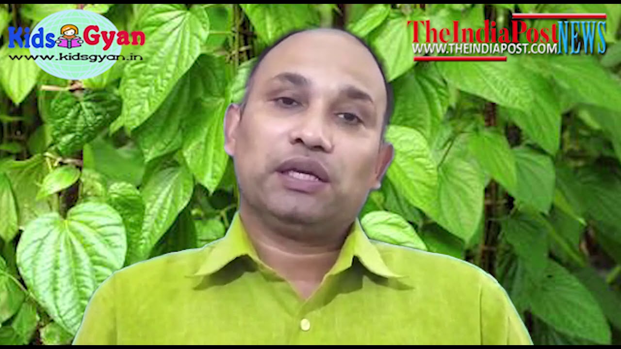 Benefits Of Paan YouTube benefits-of-paan-youtube