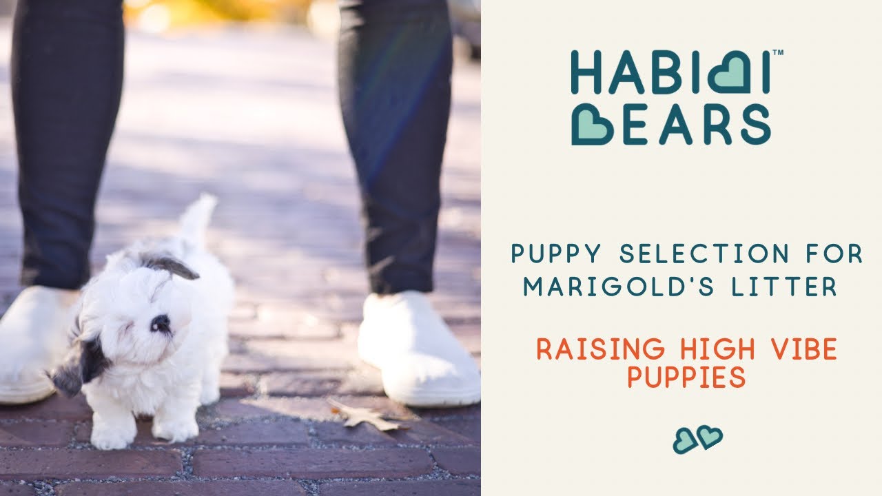 7 Week Assessment for Marigold's Litter | Habibi Bears Companion Dogs ...