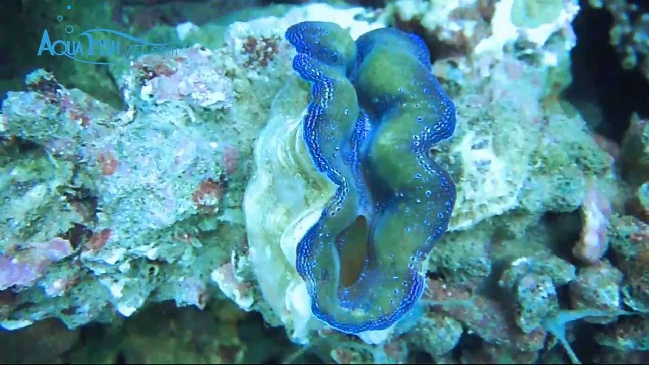 Moss Crocea Clam (Tridacna Crocea) || AquaFishViet.com - YouTube