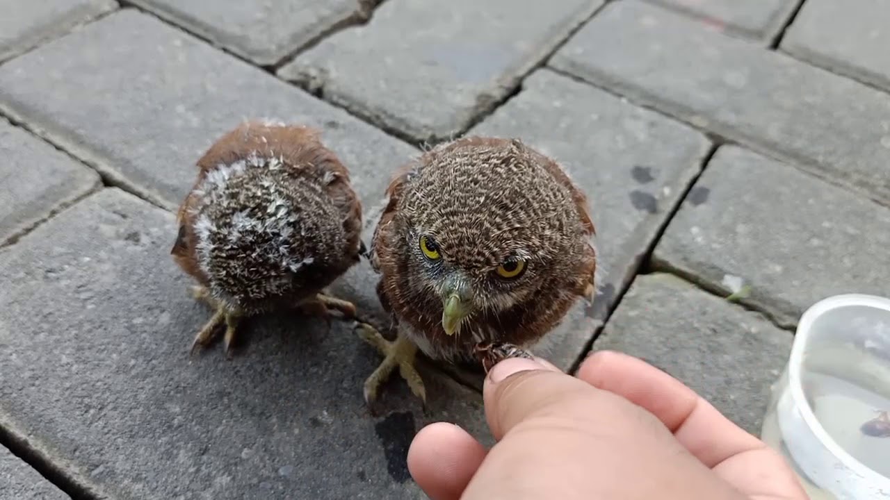 memberi makan burung hantu javan owlet - YouTube