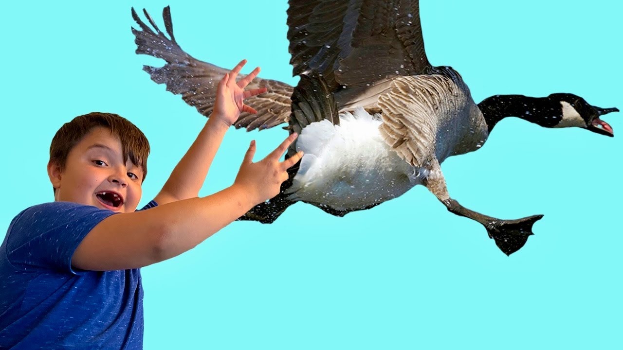 CATCHING A GOOSE! - YouTube