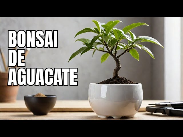 Avocado Tree Bonsai