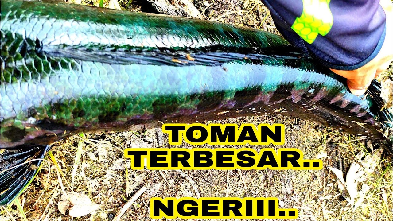 MANCING CASTING IKAN TOMAN TERBESAR - YouTube