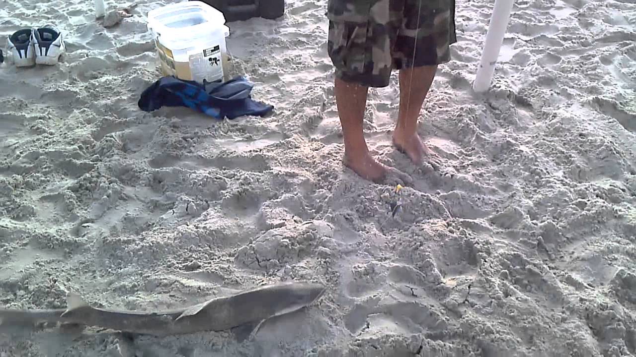 Shark at Jersey Sand Hook Shore on Jul 4 2011 Weekend - YouTube