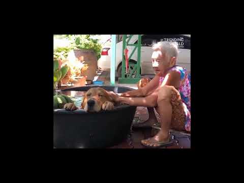granny him gave a bath with here pet 🐕 dog