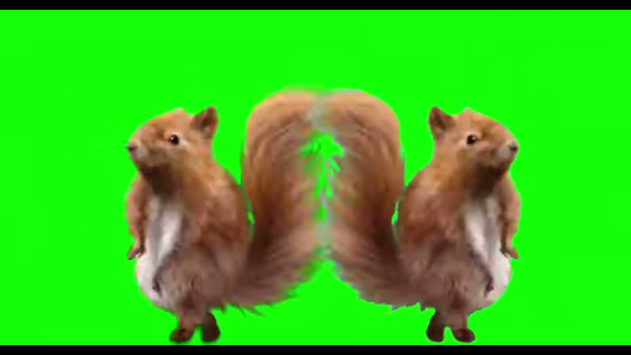 Squirrel dancing 🐿🐿🐿 - YouTube