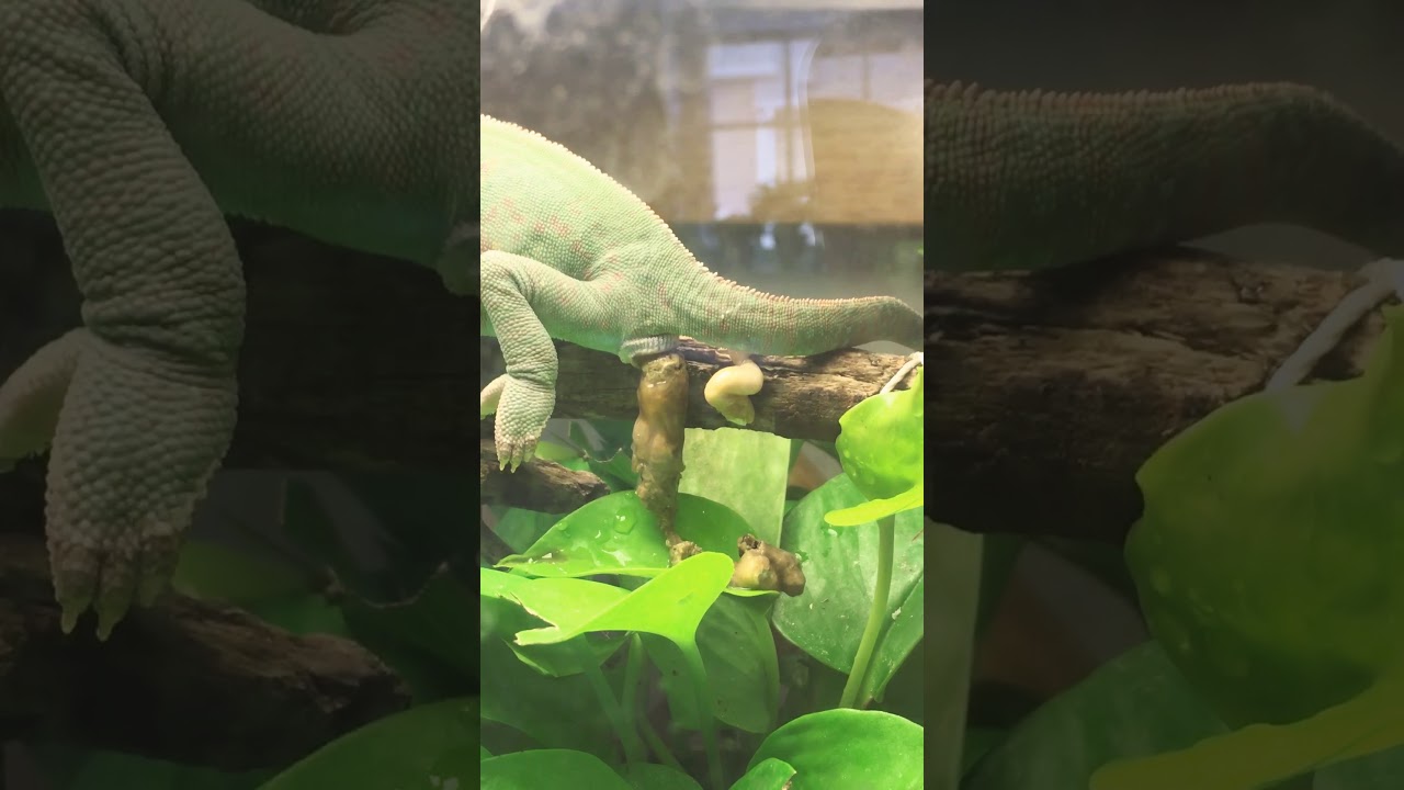 Veiled chameleon pooping huge poops - YouTube