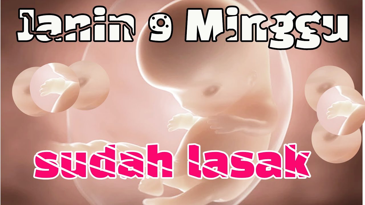 Perkembangan Janin 9 Minggu (Trimester Pertama) 3 bulan - YouTube