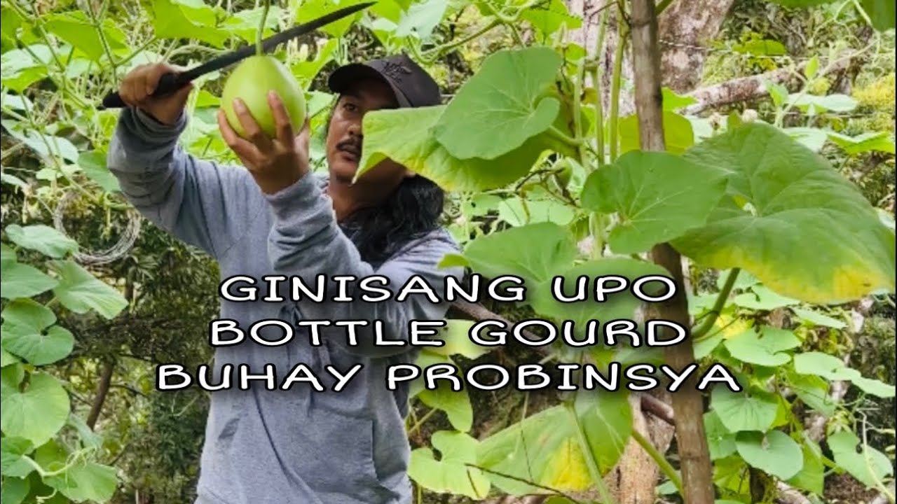 GINISANG UPO SAUTEED BOTTLE GOURD LIFE IN THE COUNTRY SIDE ARITAO NUEVA ...