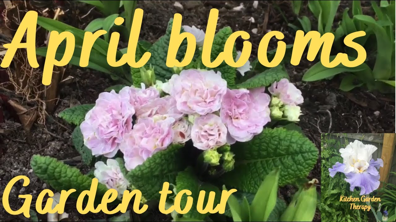 April blooms garden tour. Early spring blooming flowers. - YouTube