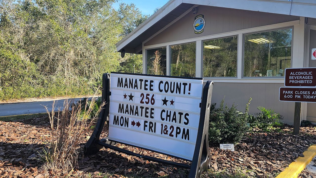 See the Mantatees at Blue Spring State Park Orange City Florida - YouTube