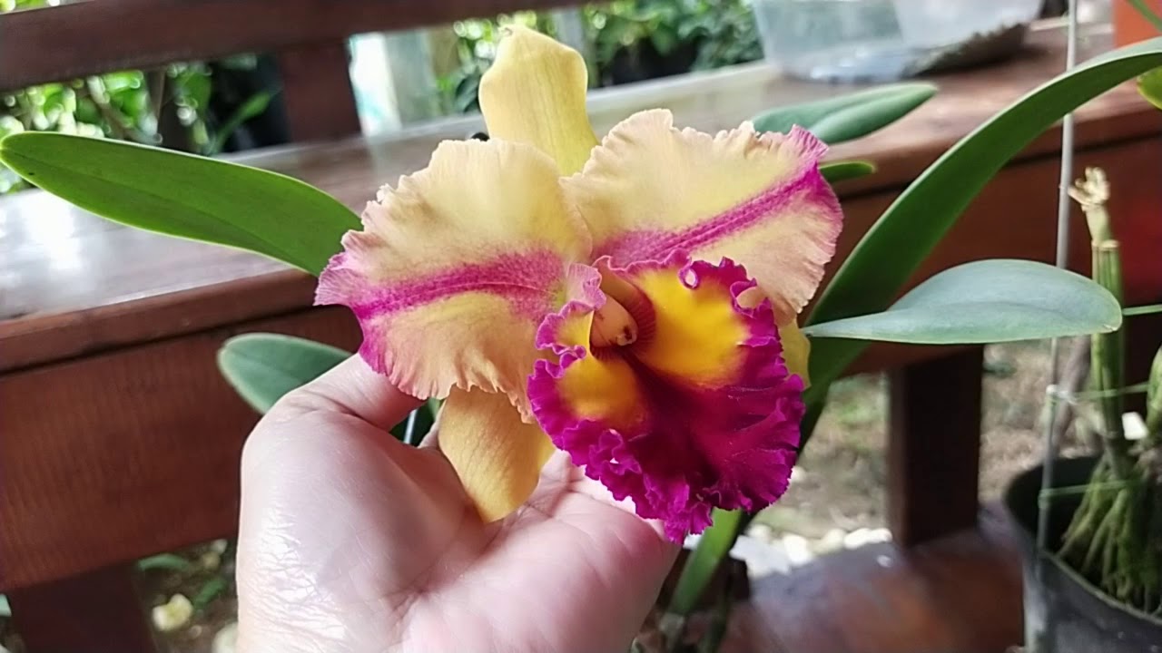 Cattleya Siam Fancy 'Scarlet Needle' - YouTube