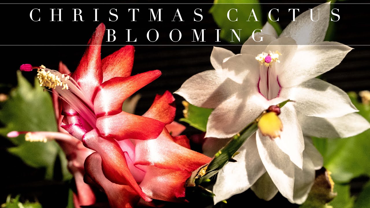 Christmas Cactus Blooming (48 Hour Timelapse) - YouTube