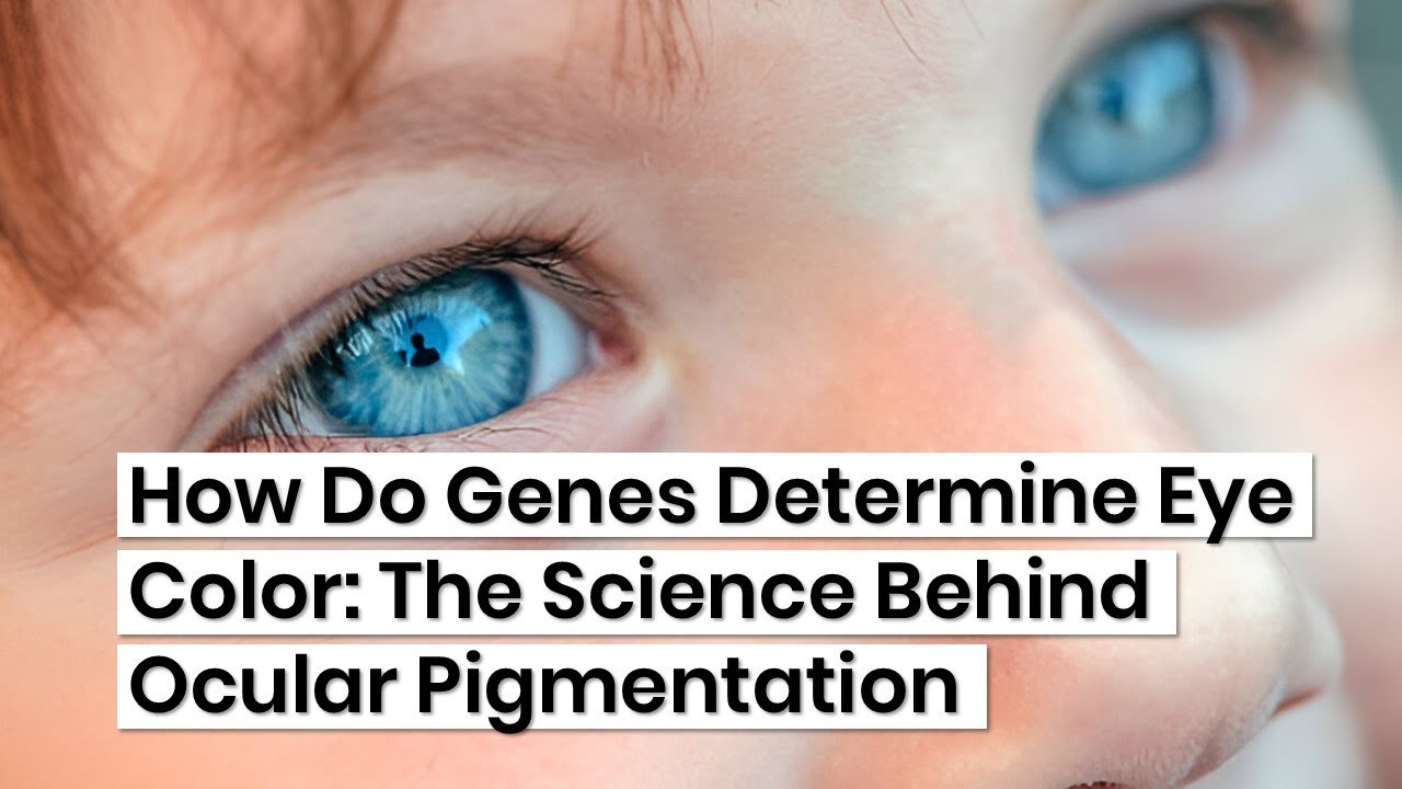 How Do Genes Determine Eye Color: The Genetics Behind Your Unique Look ...